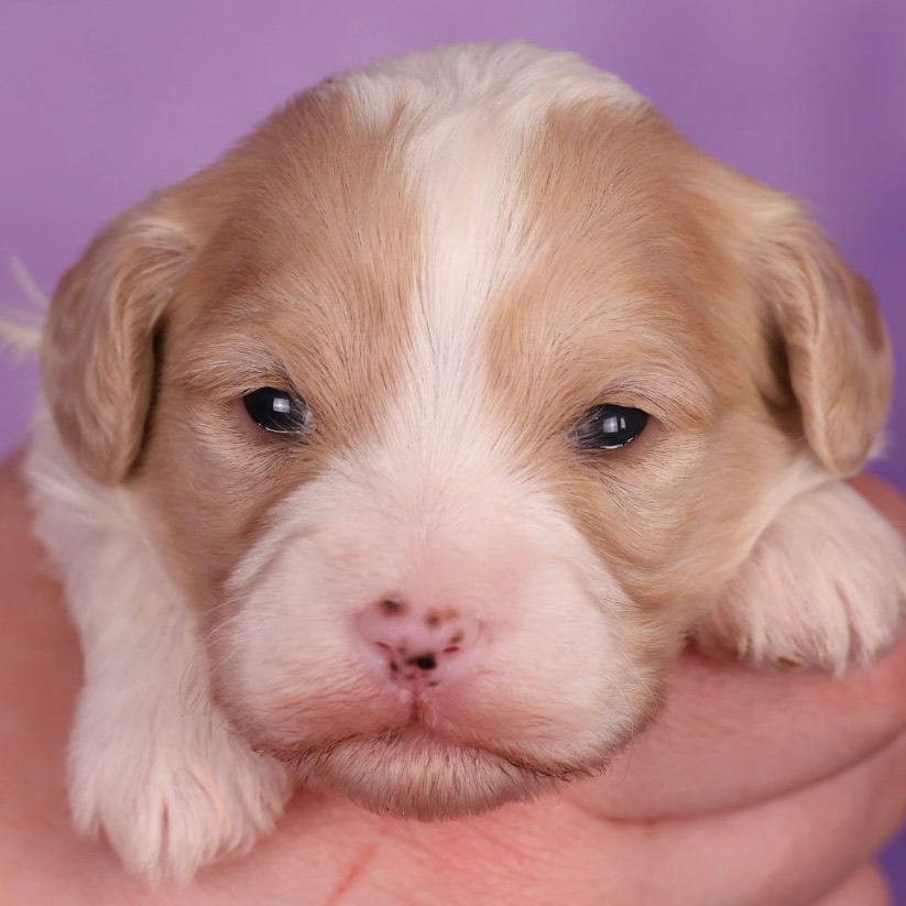 Yashu | Cavapoo Puppy For Sale | Top Notch Paws, Massachusetts