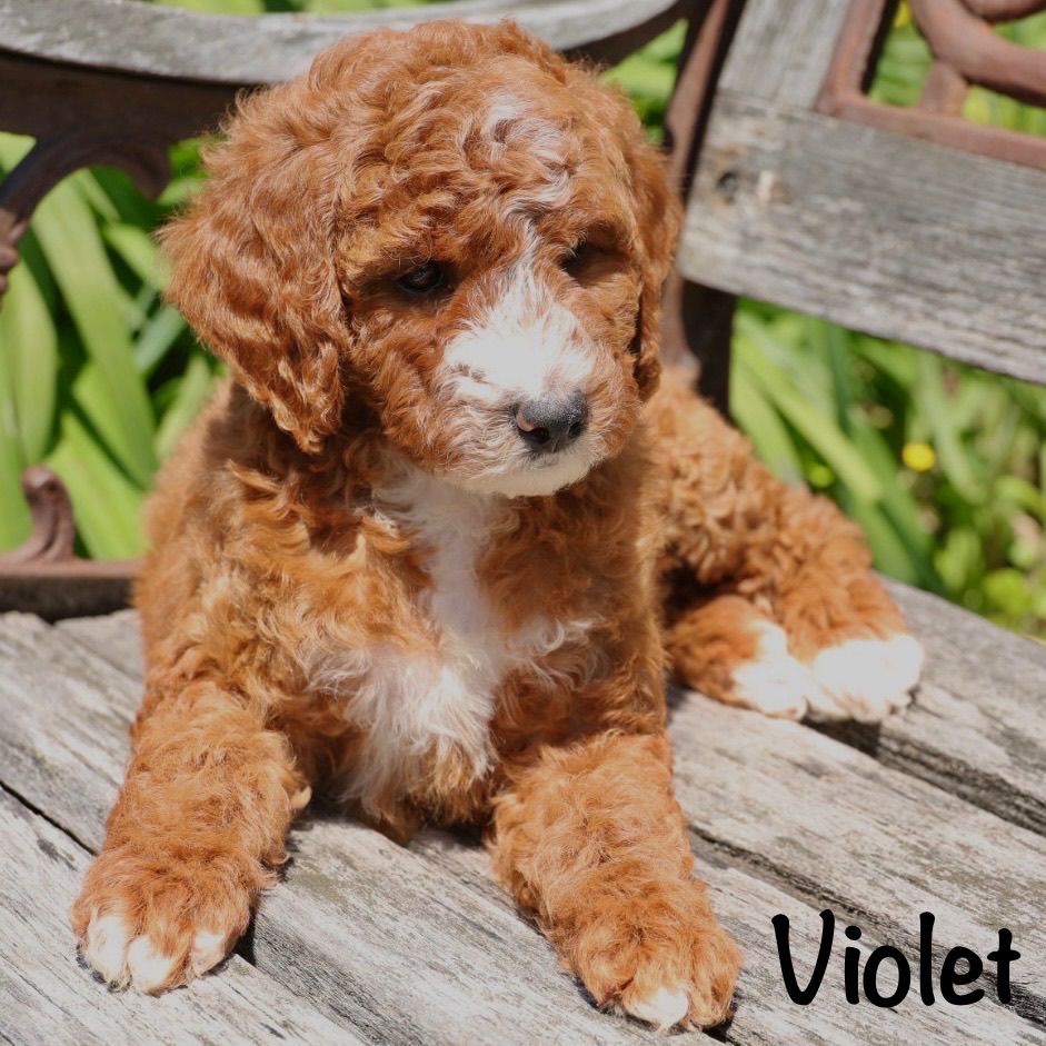 Violet | Poodle Puppy For Sale | Top Notch Paws, Massachusetts