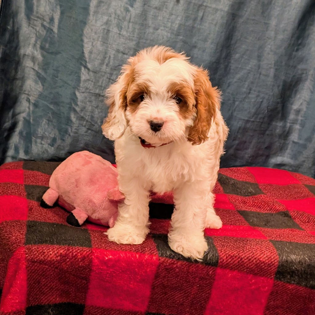 Mocha | Cavapoo Puppy For Sale | Top Notch Paws, Massachusetts